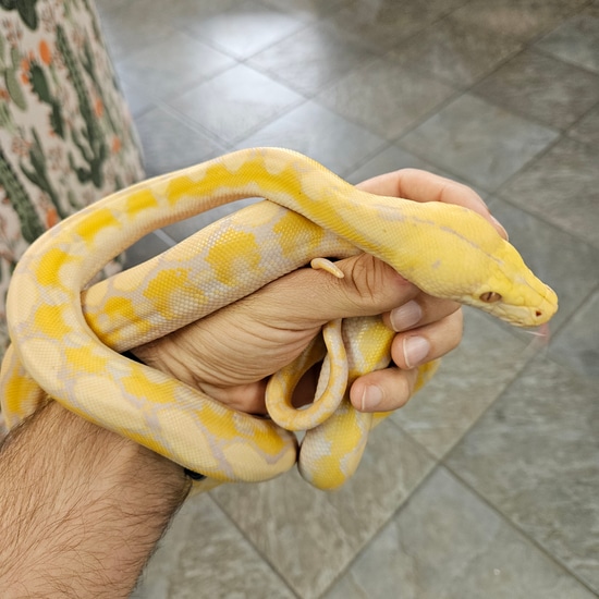 Lavender Albino Reticulated Python by North Georgia Exotics