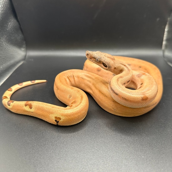 IMG Scoria Boa Boa Constrictor by North Georgia Exotics