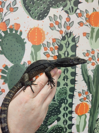 Black Dragon Water Monitor by North Georgia Exotics