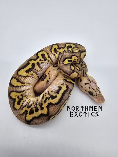 Chocolate Firefly OD Clown Ball Python by Northmen Exotics