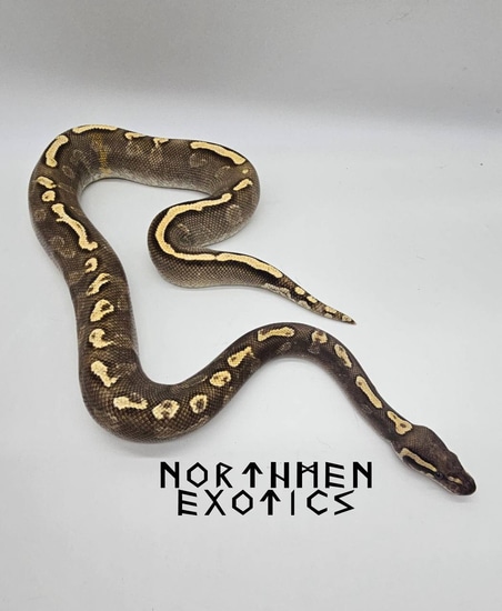 GHI Mojave Ball Python by Northmen Exotics