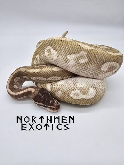 Phantom Mojave Ball Python by Northmen Exotics