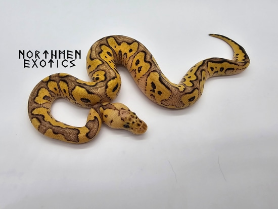 Firefly OD Clown Ball Python by Northmen Exotics