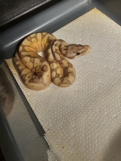 Pastel Banana Woma Ball Python by Northmen Exotics