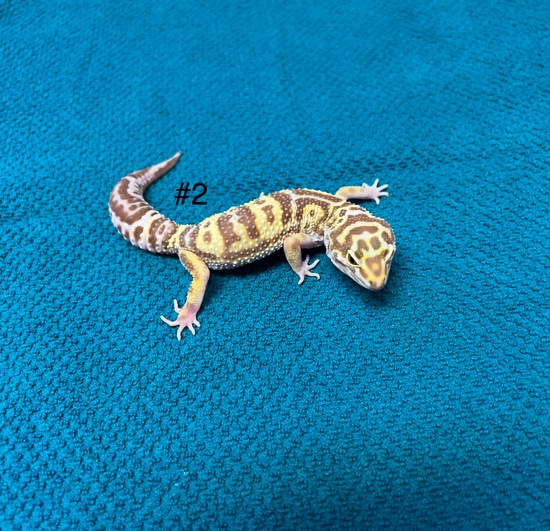 Mack Snow Bold High-Contrast Tremper Het Eclipse Leopard Gecko by North ...