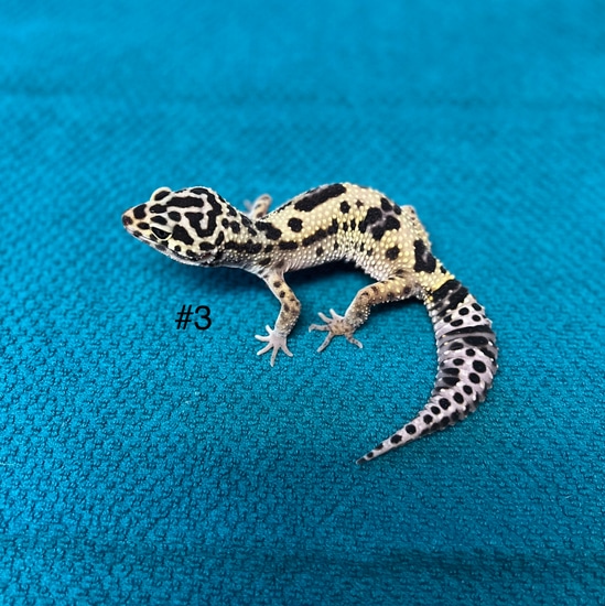 White And Yellow Het. Marble Eye Leopard Gecko by North South Exotics