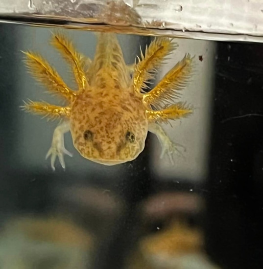 Shiny Copper Axolotl by North Texas Axolotls