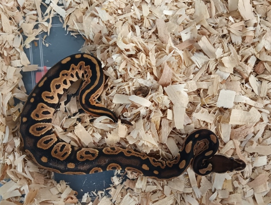 Black Pastel Orange Dream Ball Python by Pickers Corner Northwest ...
