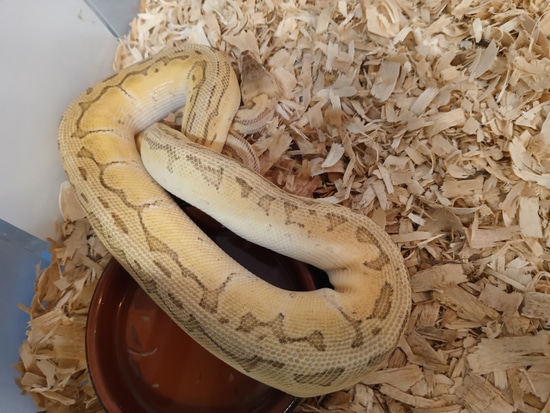 Pastel Kingpin Ball Python by Pickers Corner Northwest Reptile Morphs