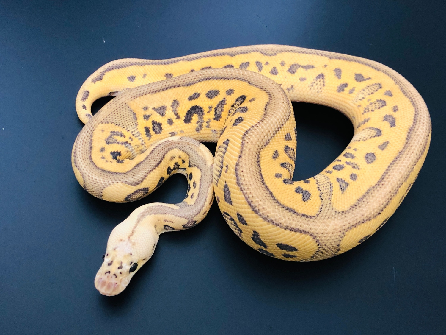 Super Pastel Leopard Clown Ball Python by NorthWestMorphs - MorphMarket