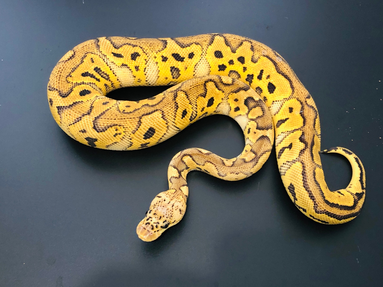 Pastel Clown Ball Python by NorthWestMorphs - MorphMarket