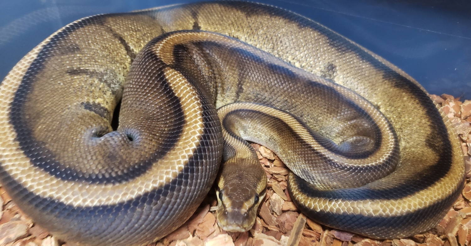 Genetic Stripe Ball Python by Notorious Exotics - MorphMarket