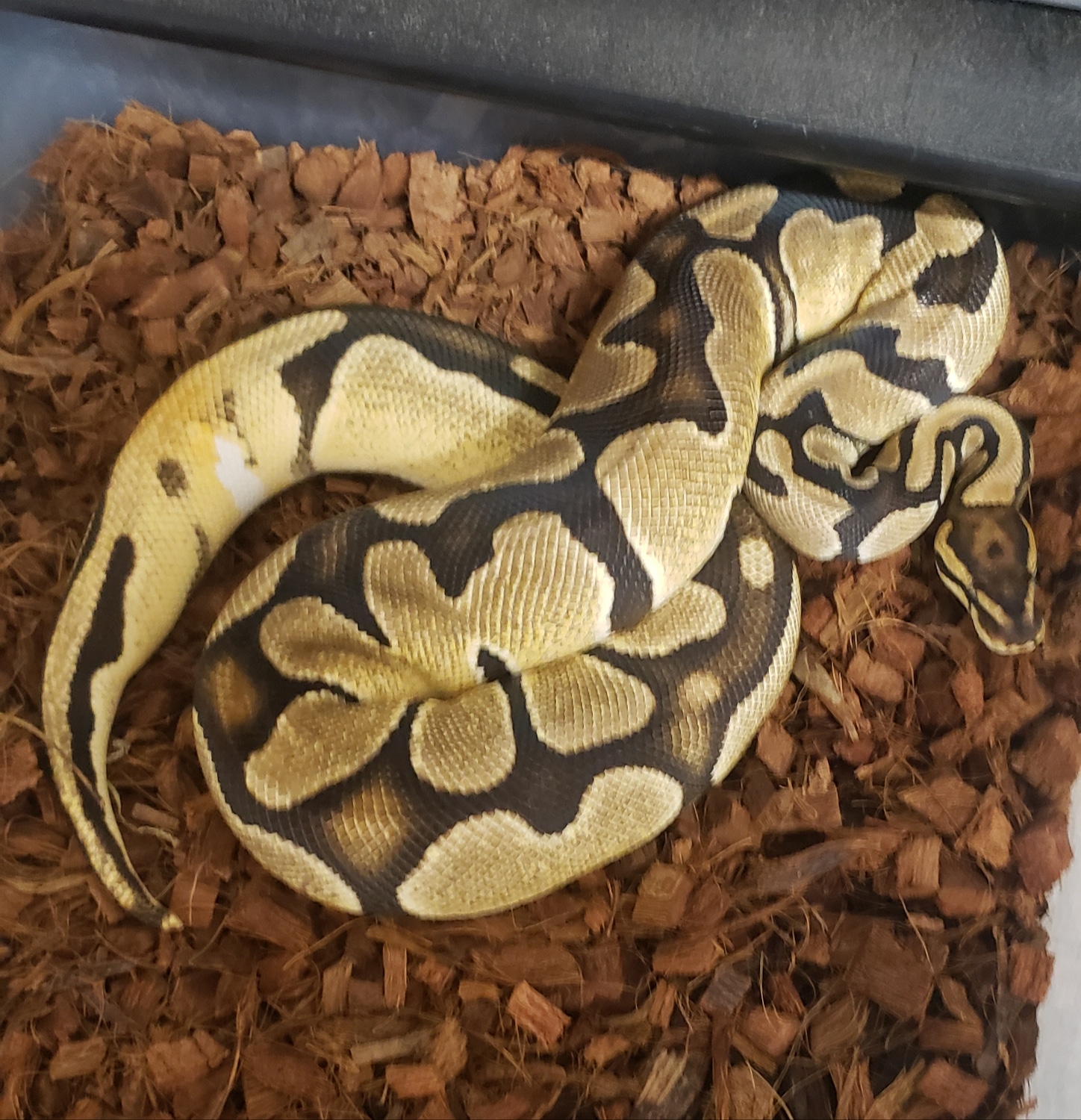 Orange Dream Het Pied Ball Python by Notorious Exotics - MorphMarket