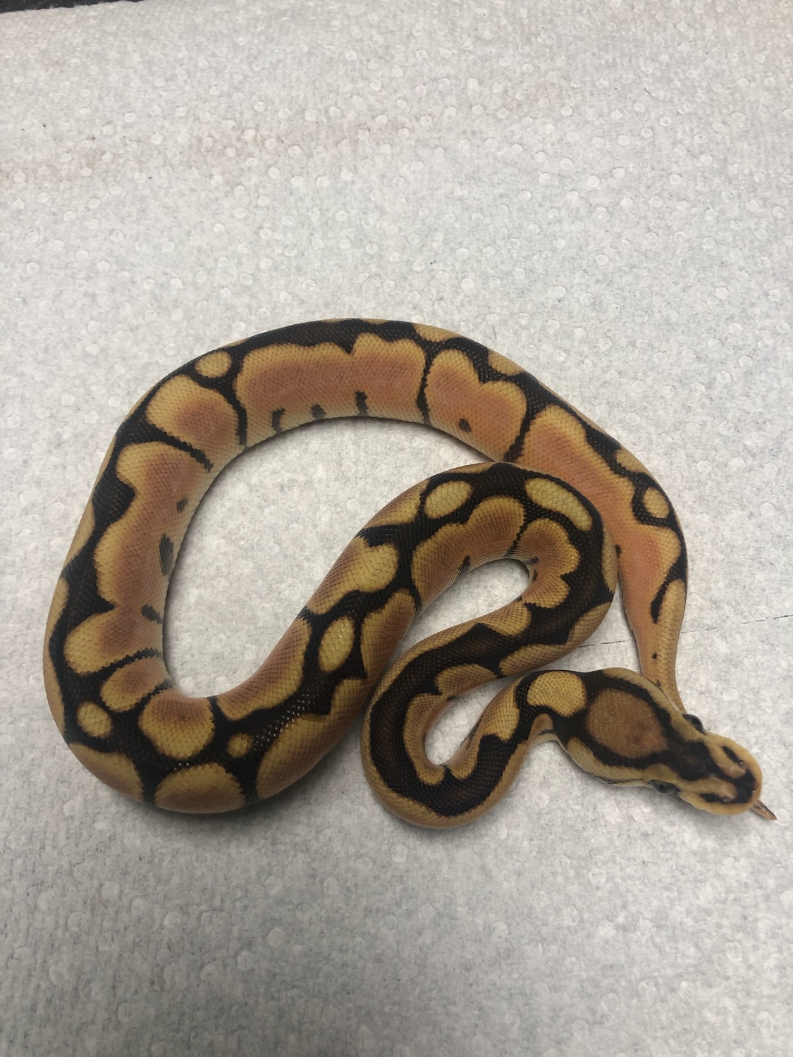 Orange Dream Black Pastel Yellowbelly Spider 100% Het Clown Ball Python ...