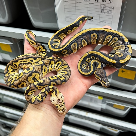 1.1 Stranger Combo Ball Python by Novina
