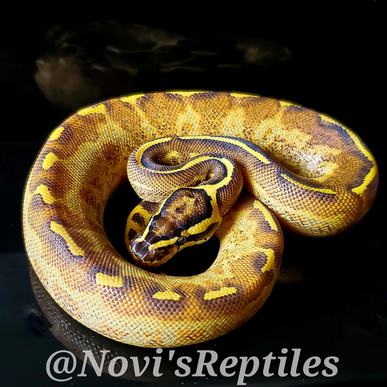 Mardi Gras Ball Python by Bird Brains Reptiles - MorphMarket