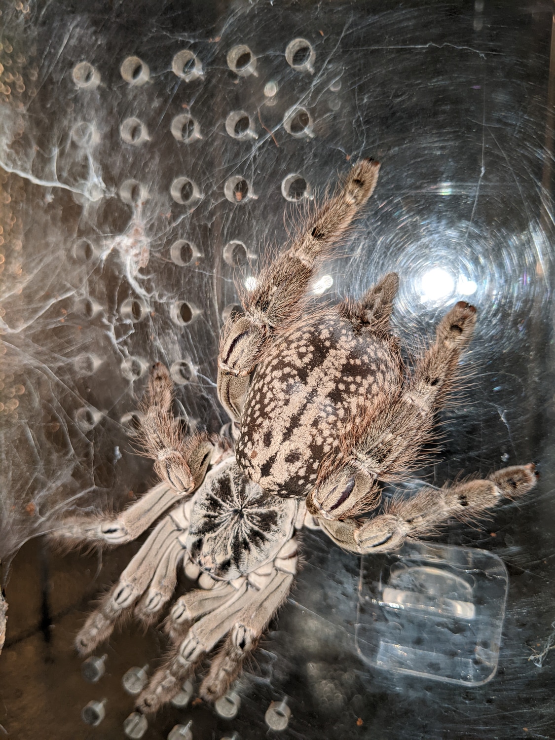 MF H. Maculata Aka Togo Starburst Tarantula by Gottarantulas - MorphMarket