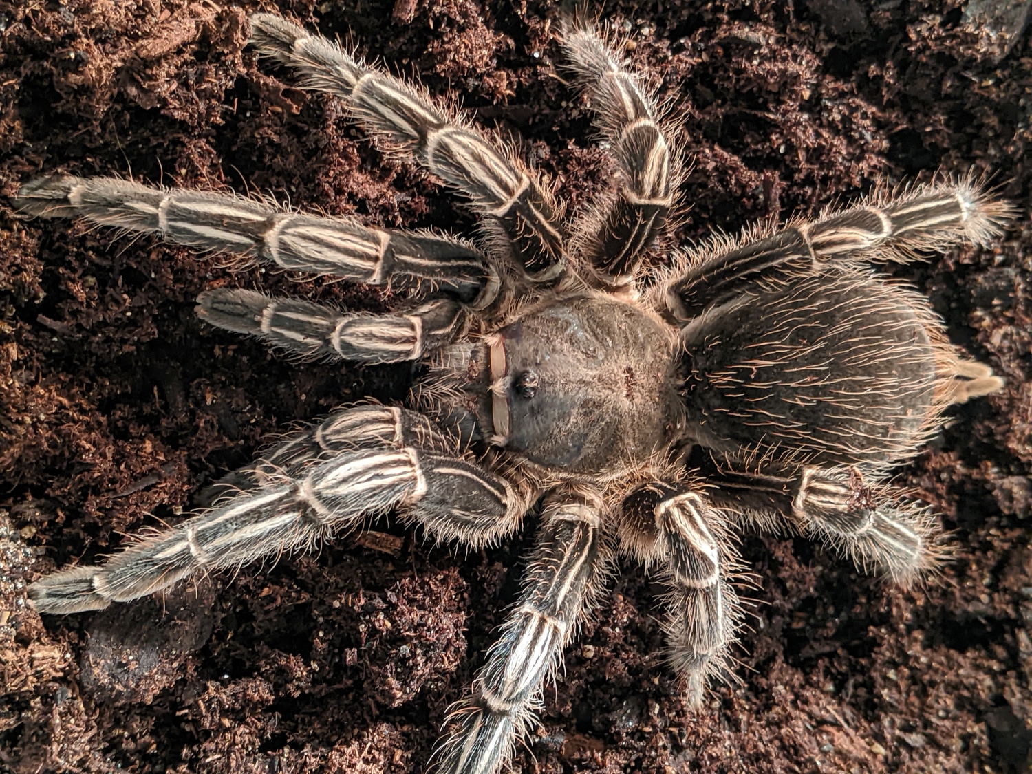 A. Seemani Female, 4+ Inches Tarantula by Gottarantulas - MorphMarket