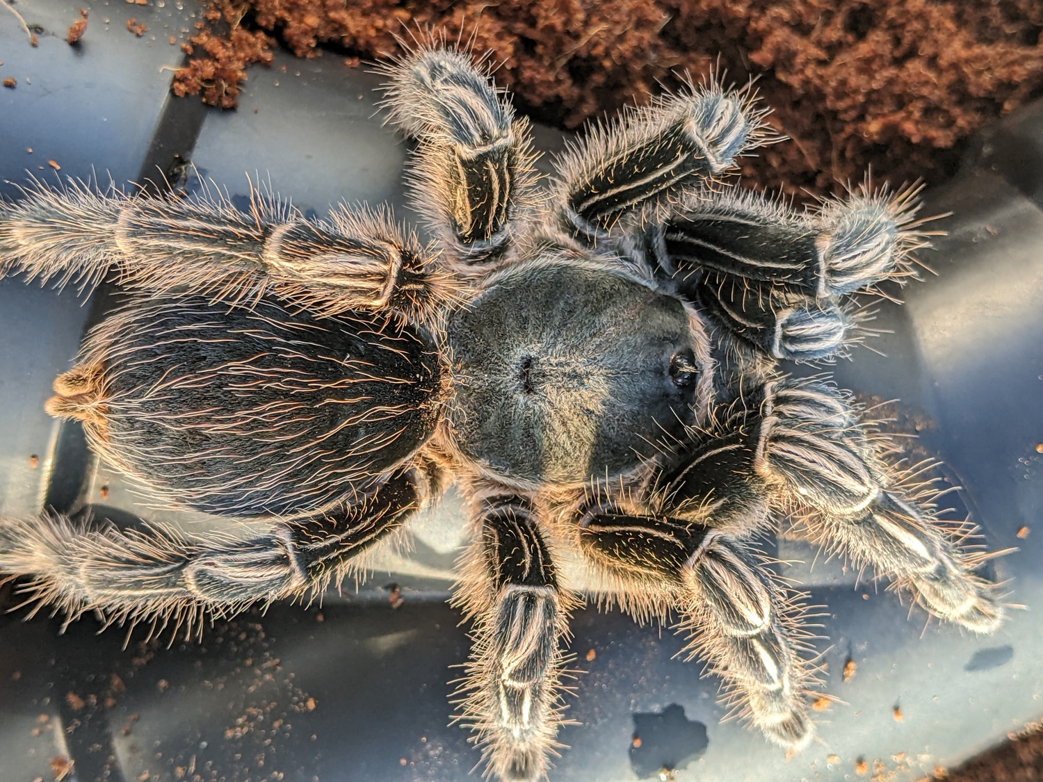 A. Seemani 5 Inch Female Tarantula by Gottarantulas - MorphMarket