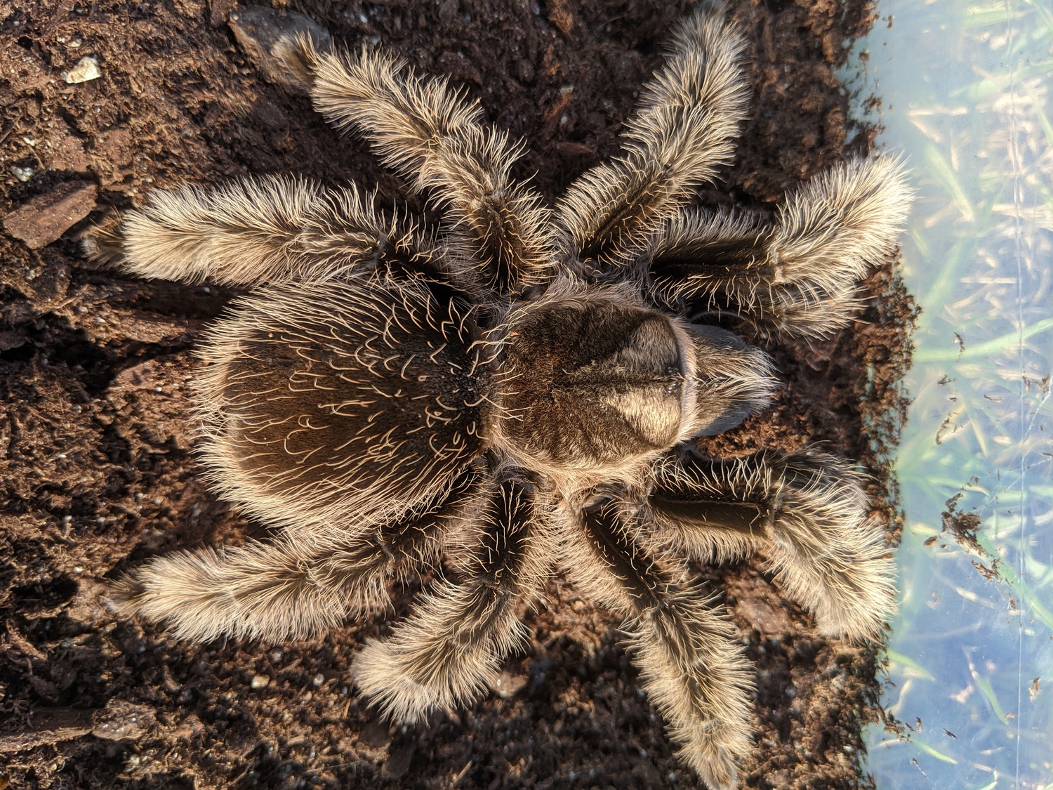 T. Albopilosus (Honduran) 5 Inch Female Tarantula by Gottarantulas ...
