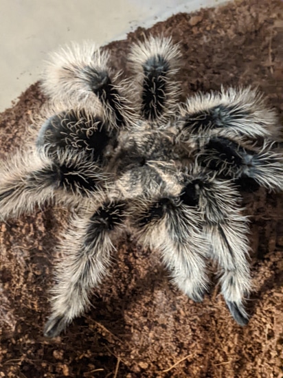 MM T. Albopilosus (Honduran) Tarantula by Gottarantulas - MorphMarket