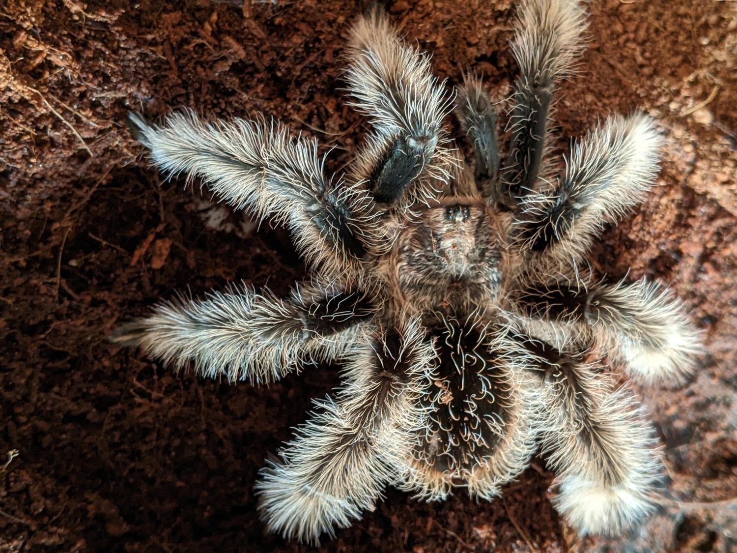 MM T. Albopilosus (Nicaraguan) Tarantula by Gottarantulas - MorphMarket