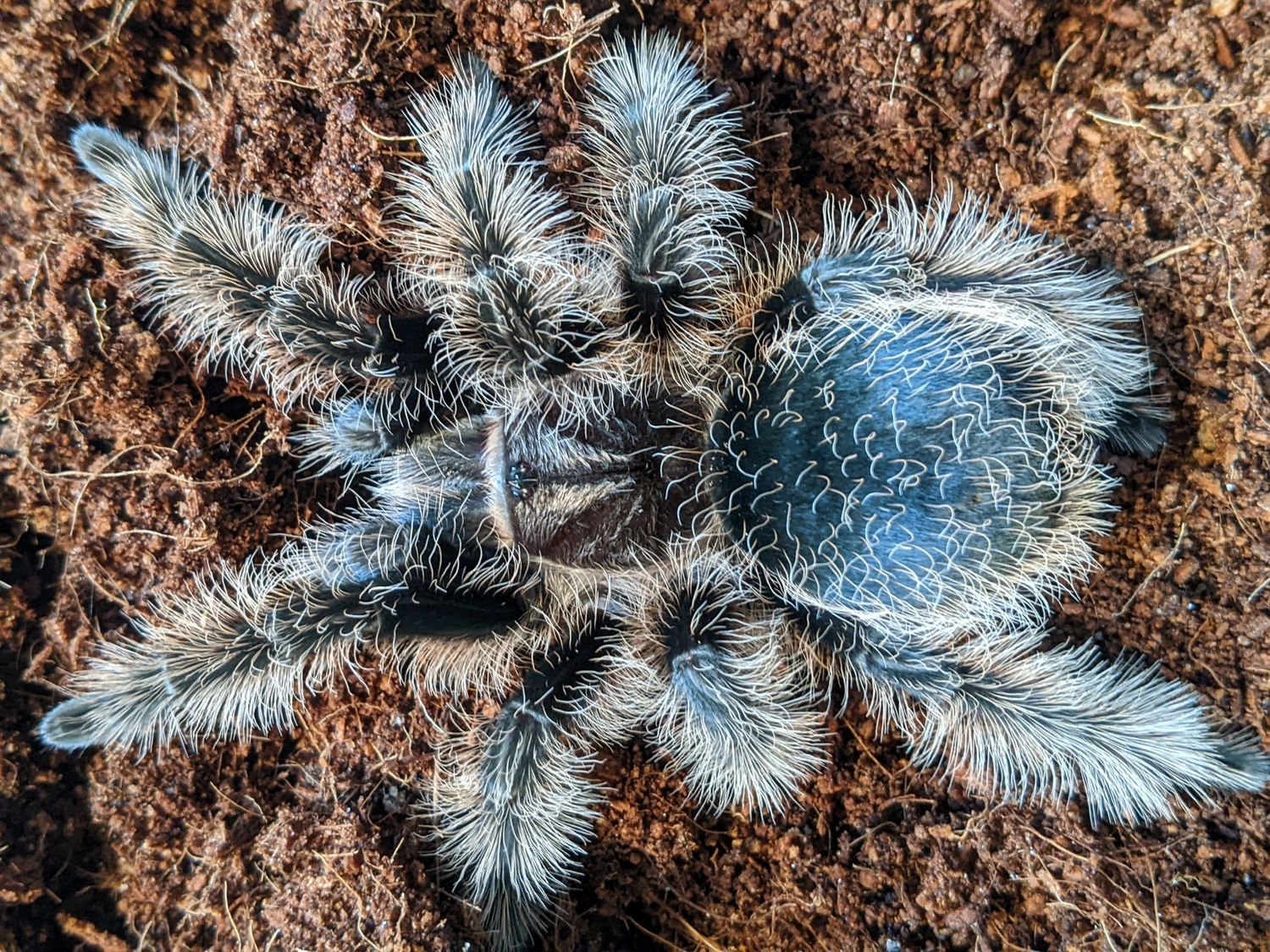 Tliltocatl Albopilosum Nicaragua Tarantula by Gottarantulas - MorphMarket