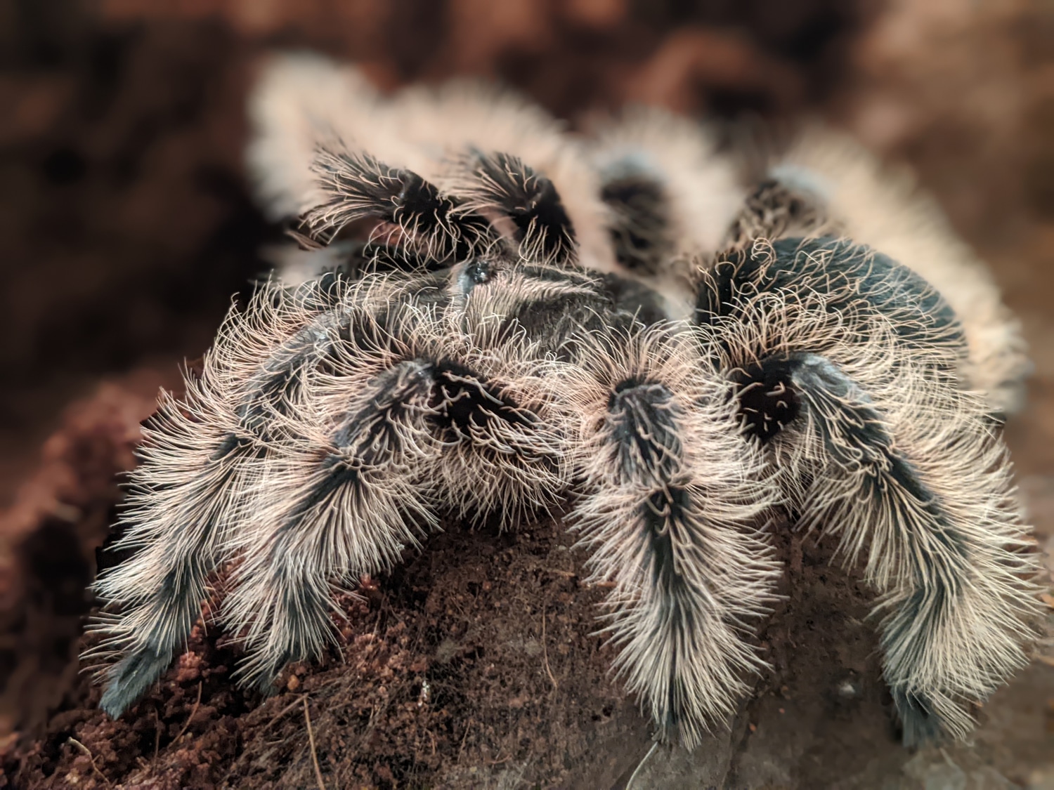 CB T. Albopilosus *a Gottarantulas 2021 Production Tarantula by ...