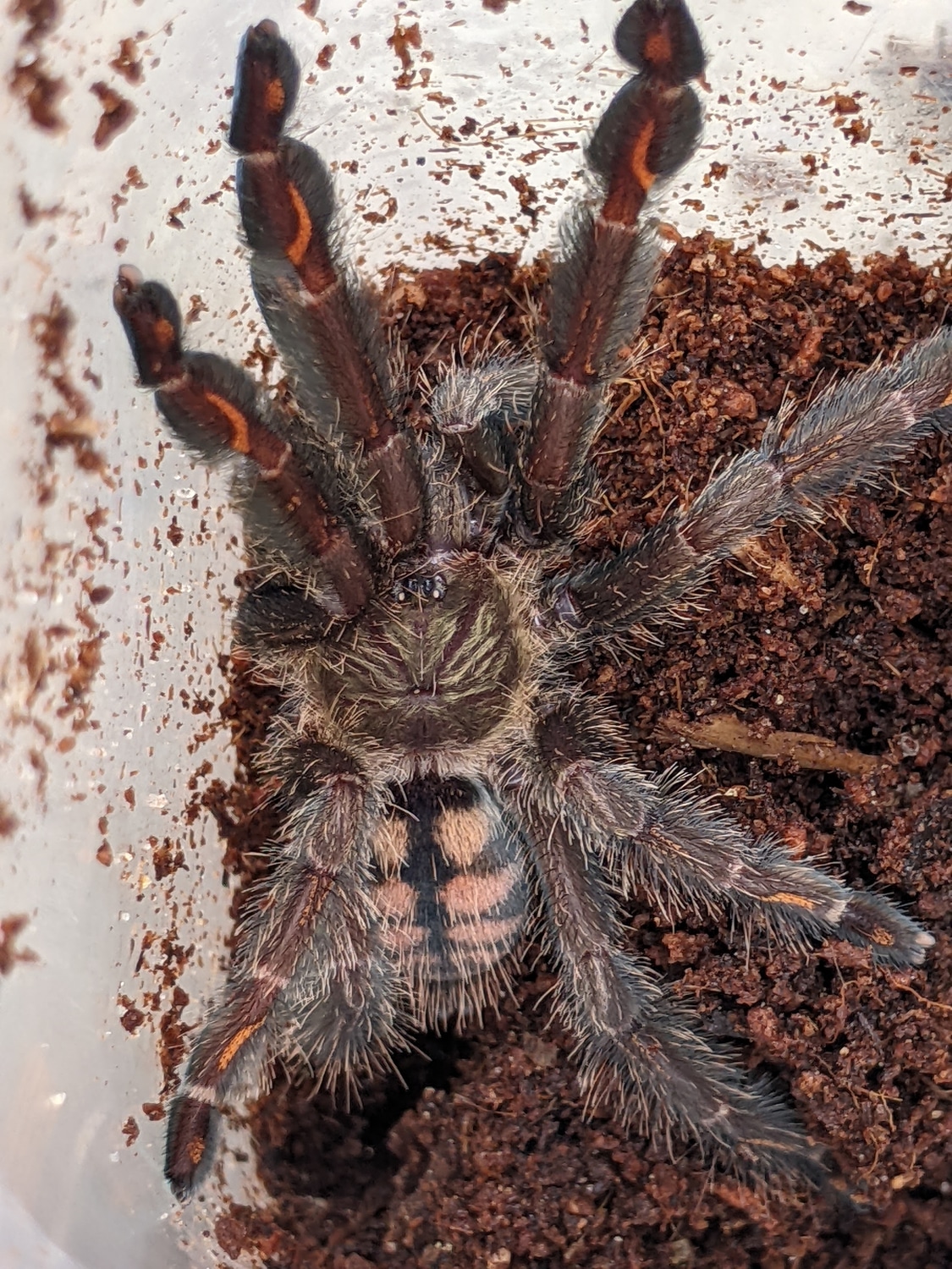 CB And Raised Females P.irminia Juvenile/sub-adult Tarantula by ...