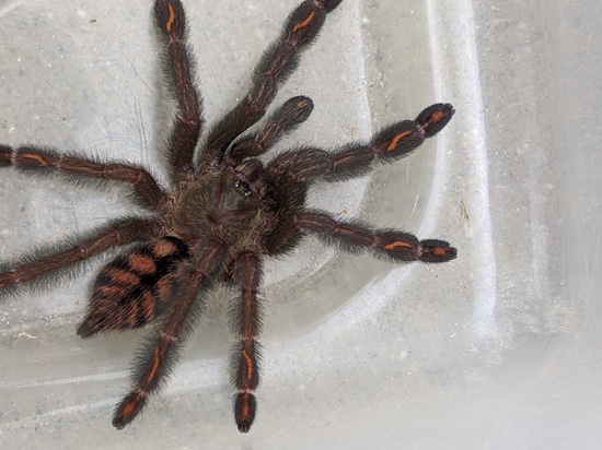 Captive Born Sub-adult P.irminia (Venezuelan Sun Tiger) DEEEEEEEAL ...