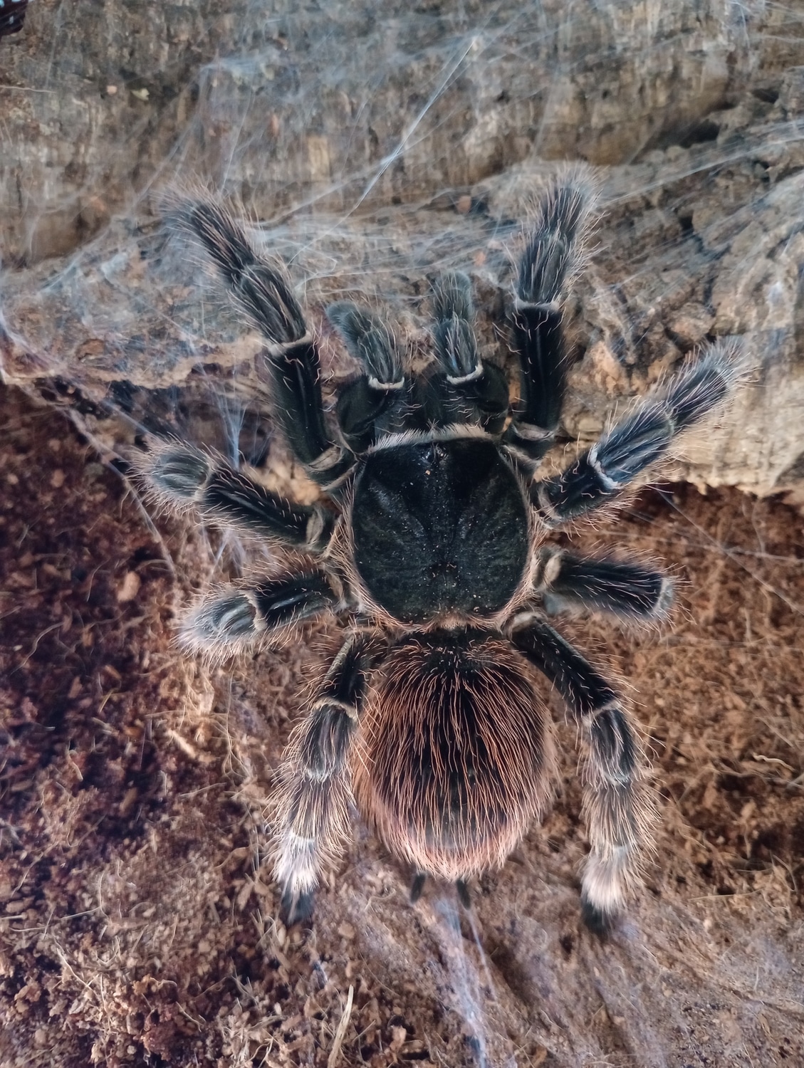 Lasiodora Parahybana (MF), A Great Example Of The Species, Part Of The ...