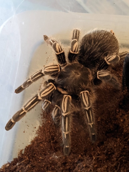 A. Seemani Adult Female Tarantula by Gottarantulas