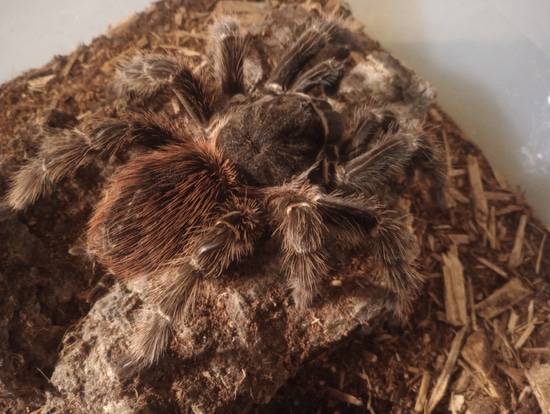 Mature Female Lasiodora Parahybana Tarantula by Gottarantulas