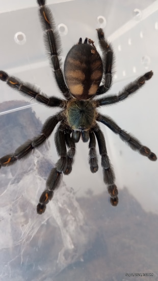 P.irminia Beautiful Sub-adult 4 Inch Female Tarantula by Gottarantulas