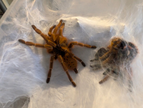 P Murinus (RCF) 5 Inch Female Tarantula by Gottarantulas