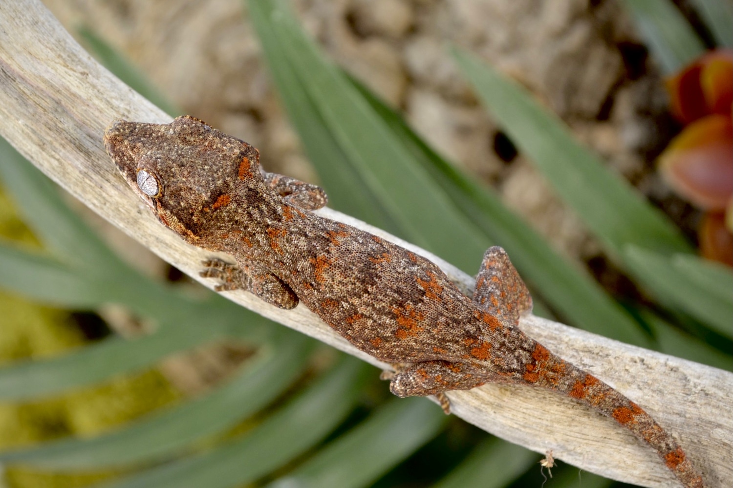 Dark Orange Based, Orange Blotched Gargoyle Gecko by KnastyRhacs ...