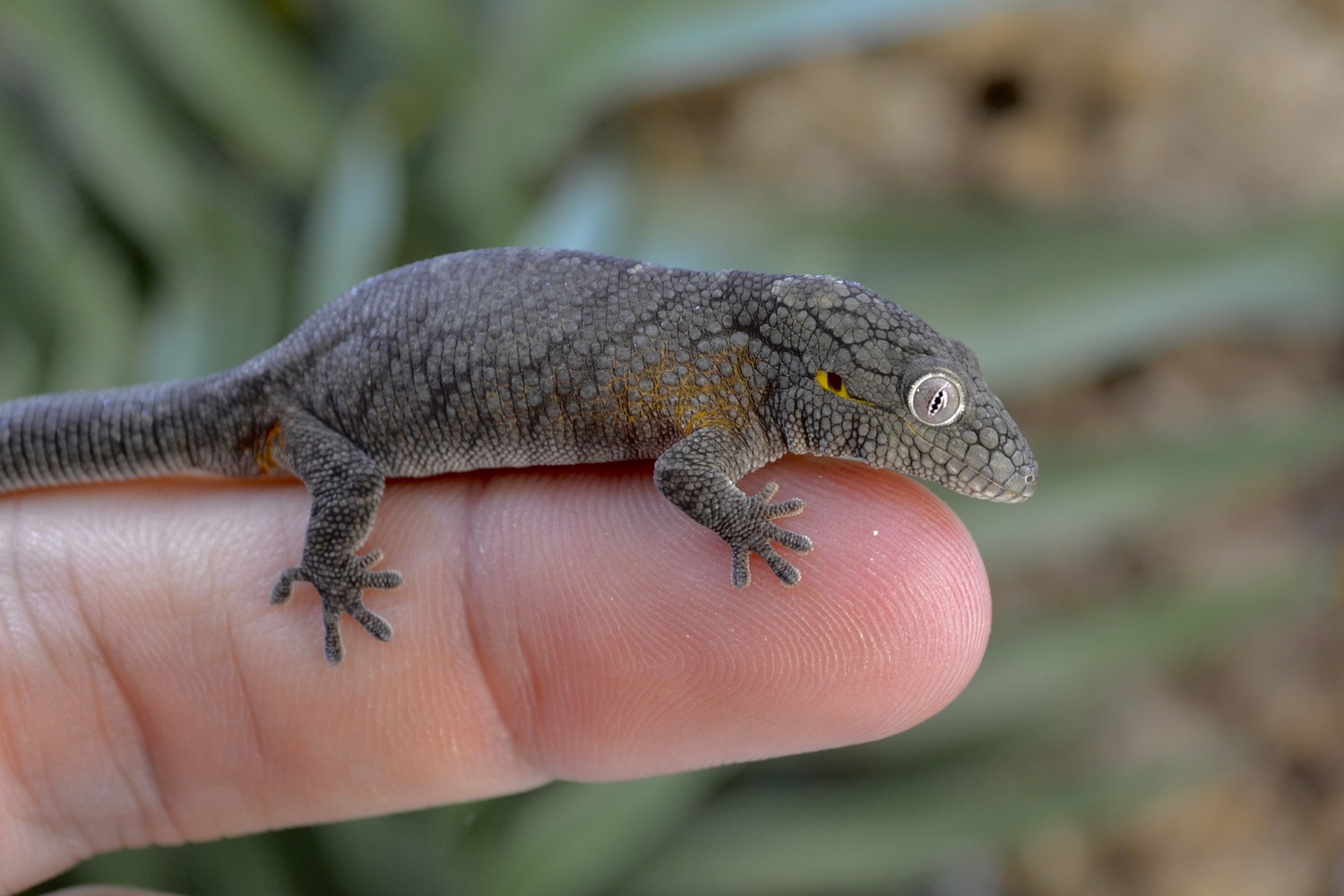 Eurydactylodes Agricolae More Gecko by KnastyRhacs - MorphMarket