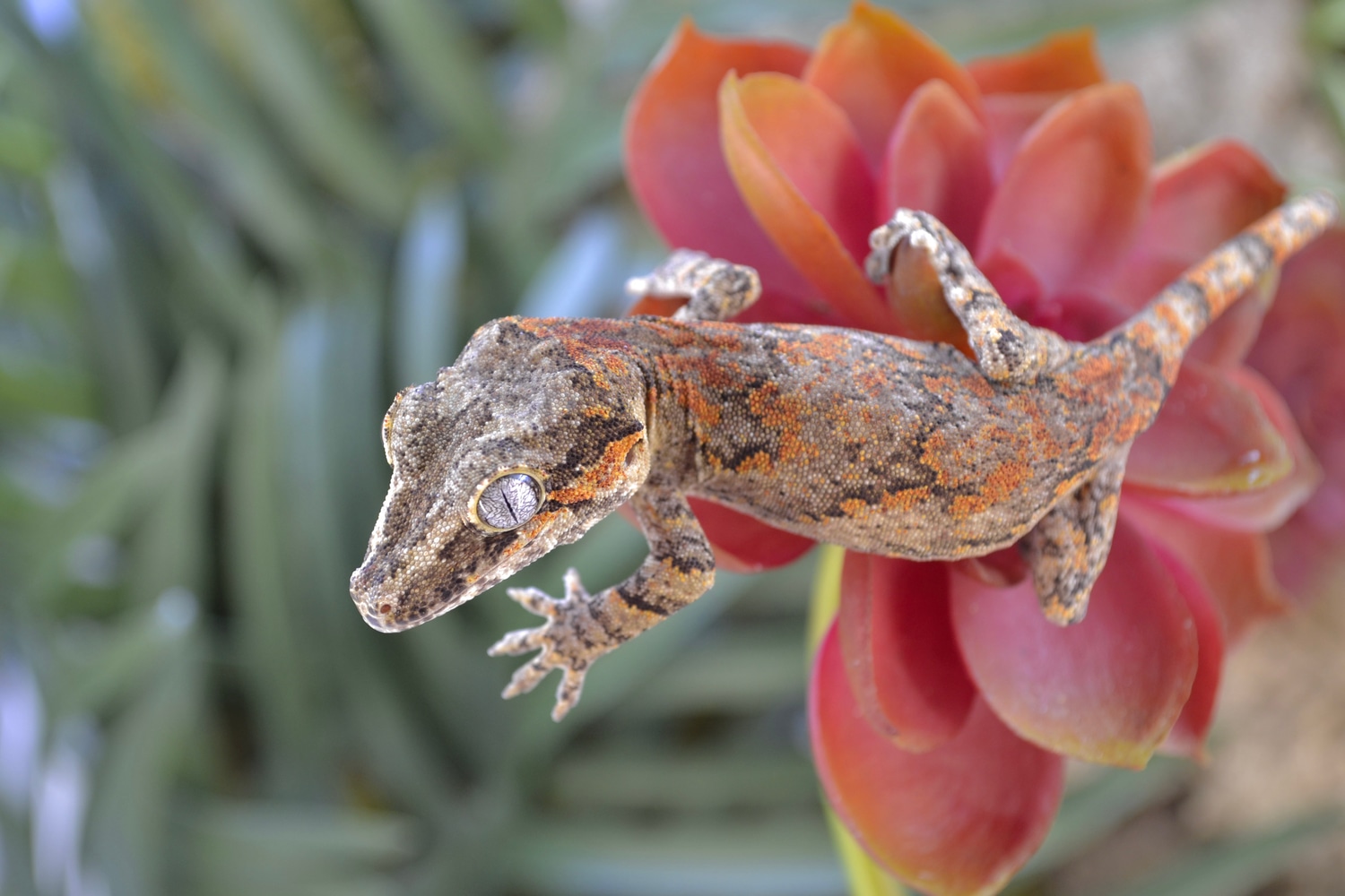 7 -22 G5 Super Blotch - Possible Phantom Eye Gargoyle Gecko by ...