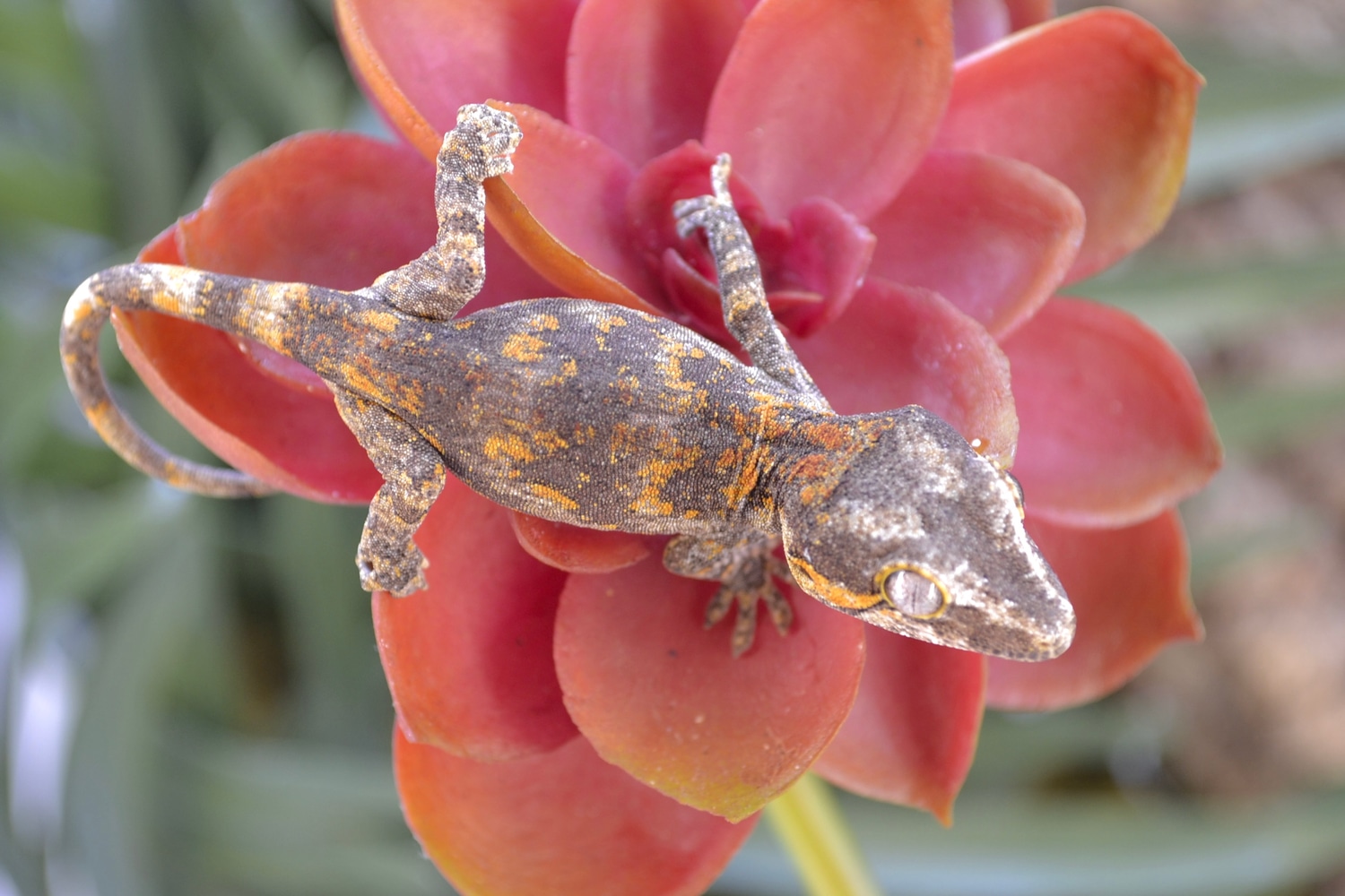 4-20 G5 Super Blotch - Possible Phantom Eye Gargoyle Gecko by ...