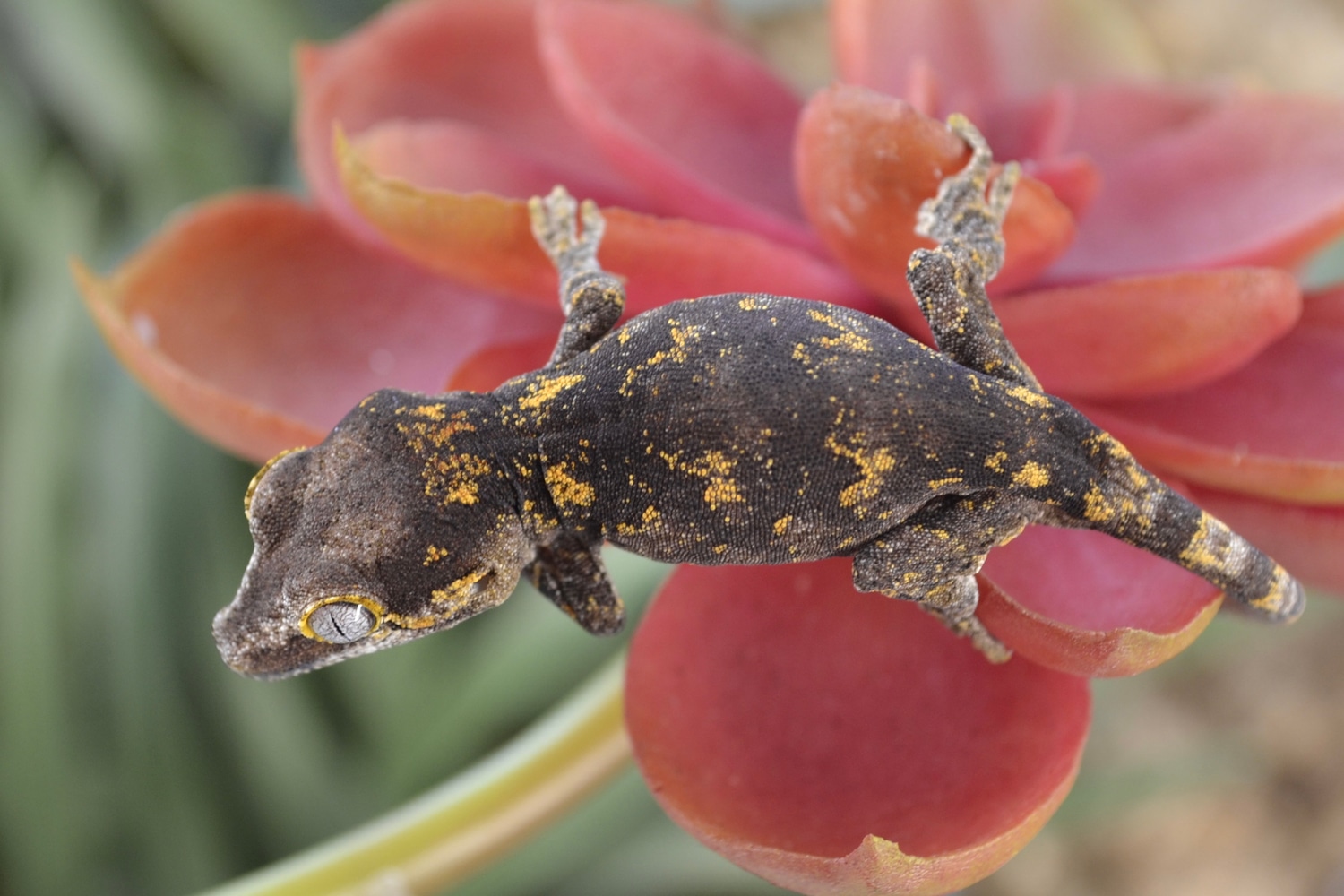 5-14 G5 Blotch - Possible Phantom Eye Gargoyle Gecko by KnastyRhacs ...