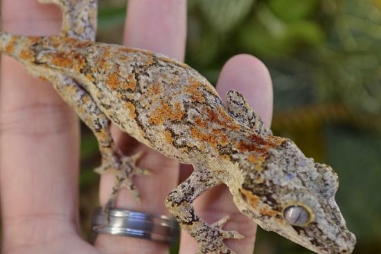 7 -22 G5 Super Blotch - Possible Phantom Eye Gargoyle Gecko by KnastyRhacs