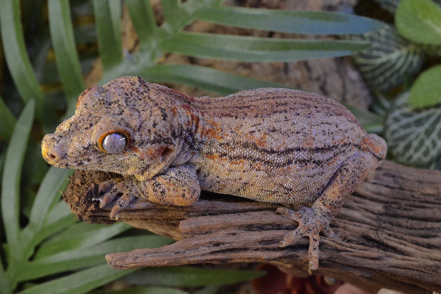 Orange Based Proven Female Gargoyle Gecko by KnastyRhacs - MorphMarket