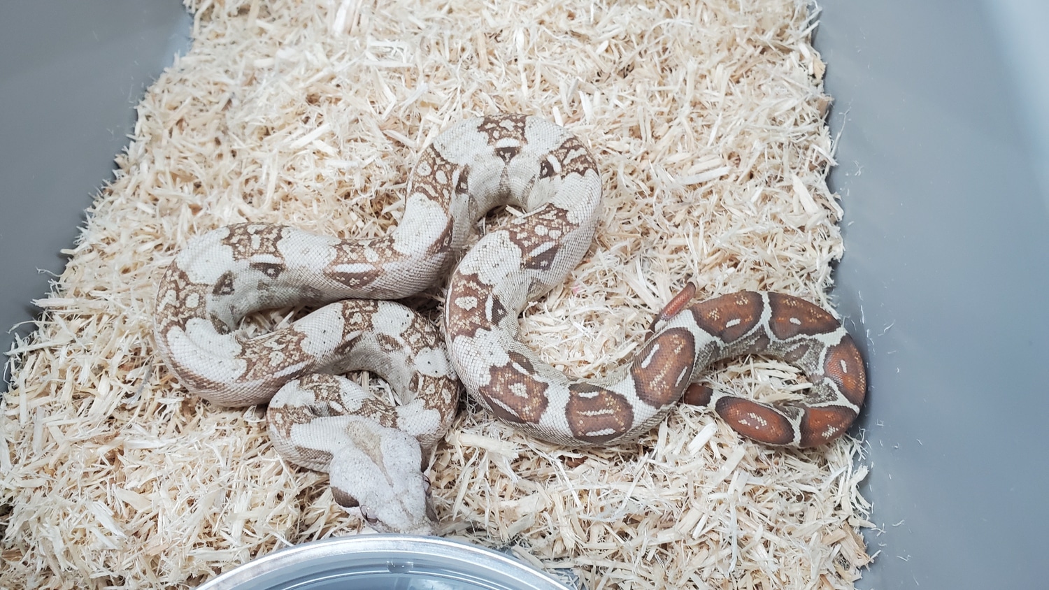 VPI T+ Albino Boa Constrictor by NPS Enterprises - MorphMarket