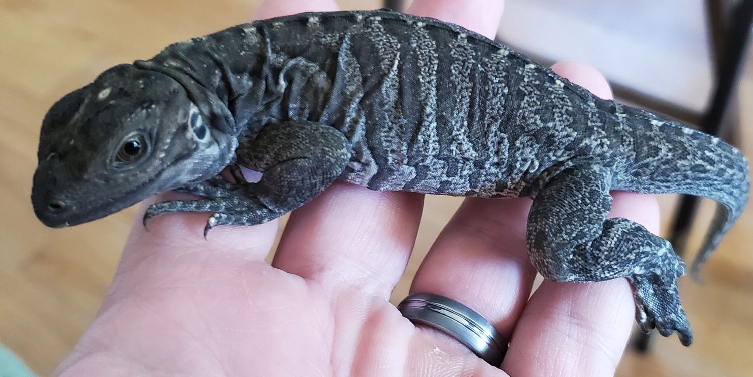 Rhino Iguanas Other Iguana by NPS Enterprises - MorphMarket