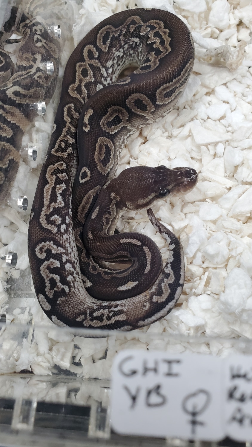 GHI Yellowbelly HRA Ball Python by NPS Enterprises - MorphMarket