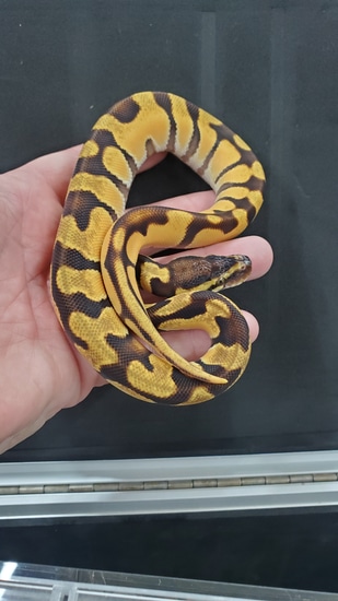 Super OD Enchi Ball Python by NPS Enterprises