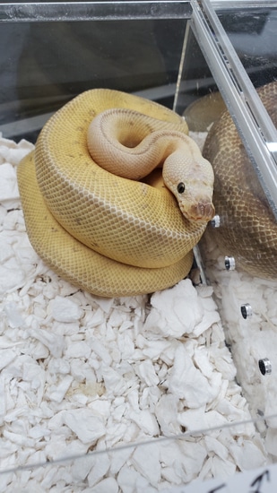 Superblast Leopard Clown Ball Python by NPS Enterprises