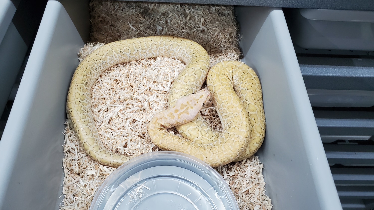 Hypo Granite Burmese Burmese Python by NPS Enterprises - MorphMarket
