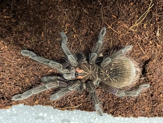 4"-5" Males Columbian Blue Bloom (P. Nigricolor) Tarantula by The ...