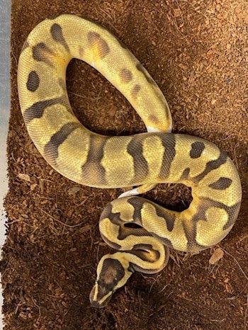 Pied Super Enchi Super Pastel Ball Python by The Constrictor Den